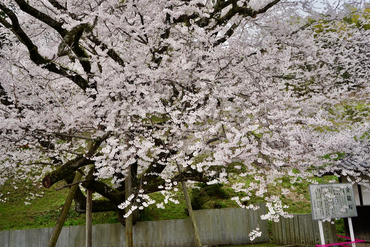 DSC08480 | みとん今治